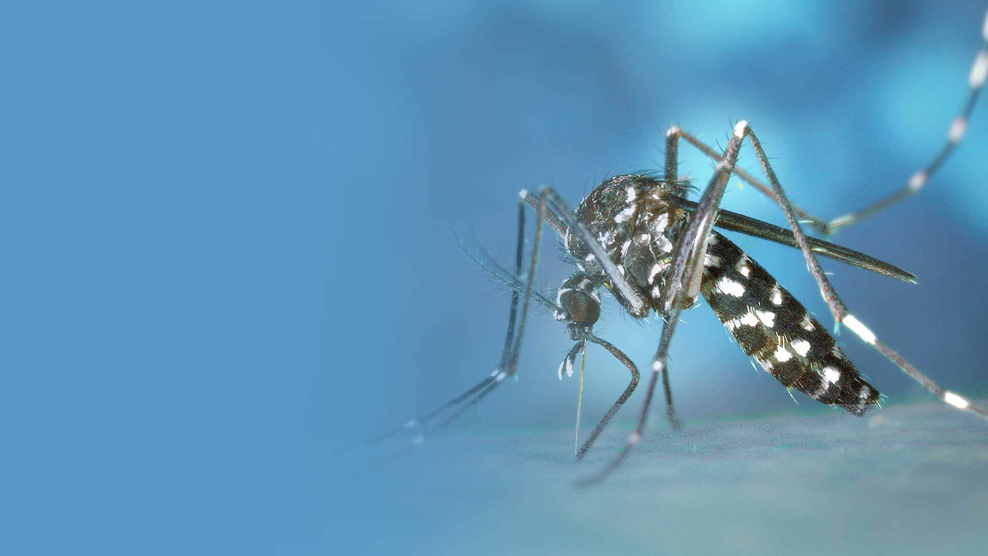 Vianden & Poeppl Biological Mosquito Control – Biological & eco ...